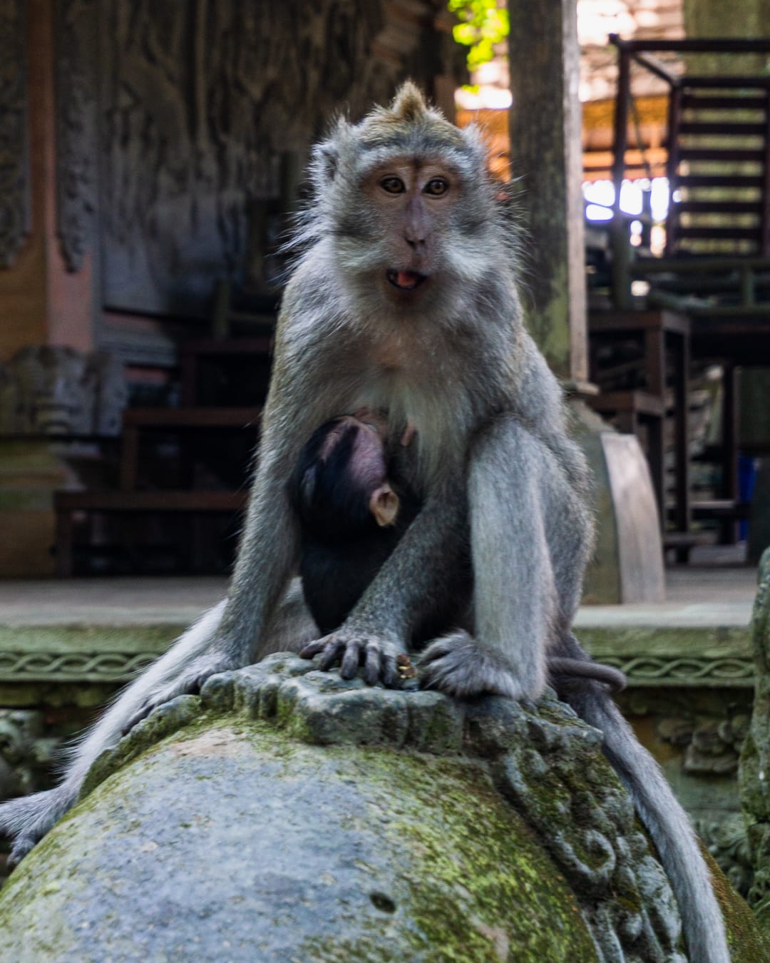 Sacred Monkey Forest Sanctuary in Ubud - Destary