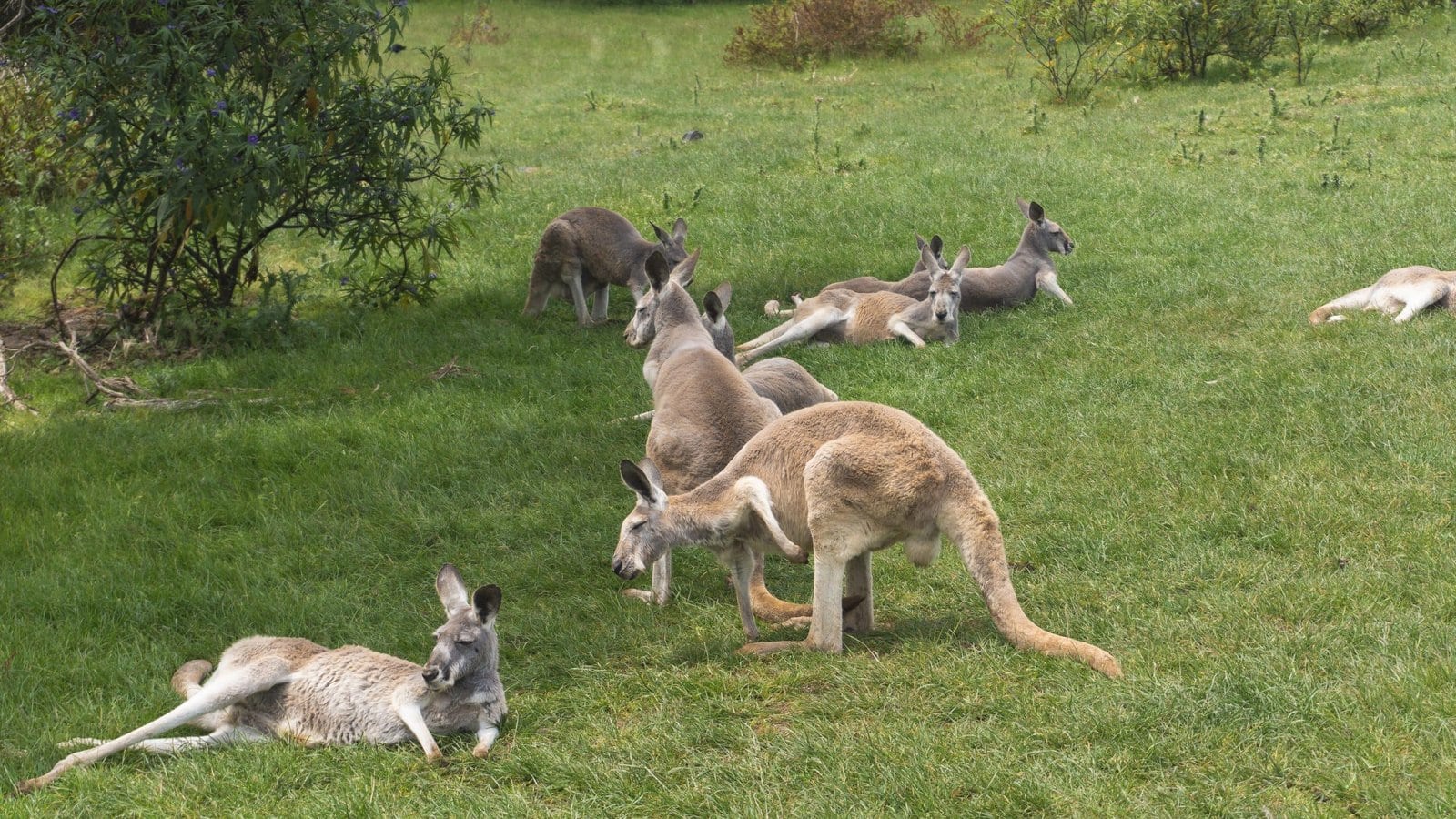 Australian wildlife - Destary